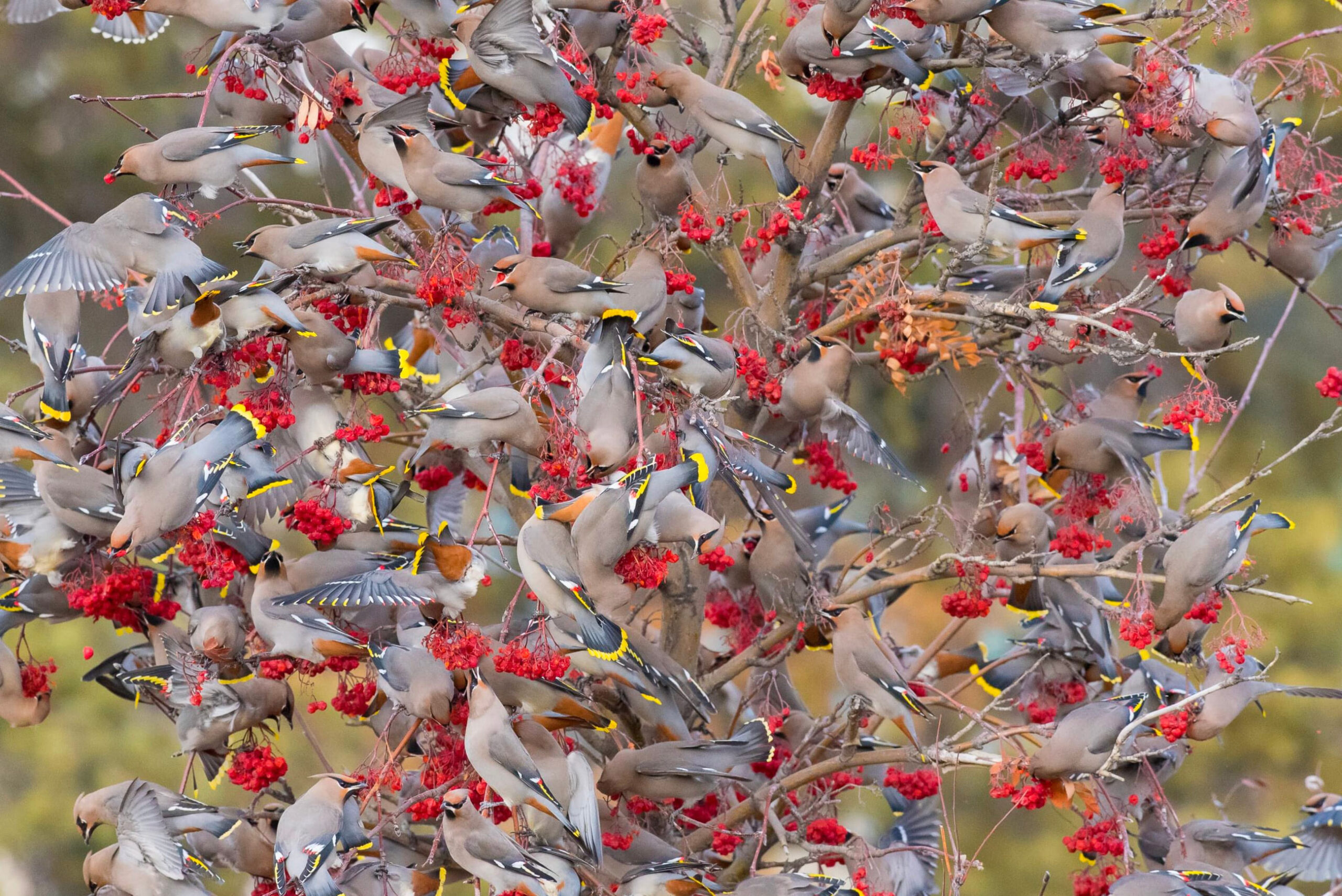 Warning: an irruption is imminent - News