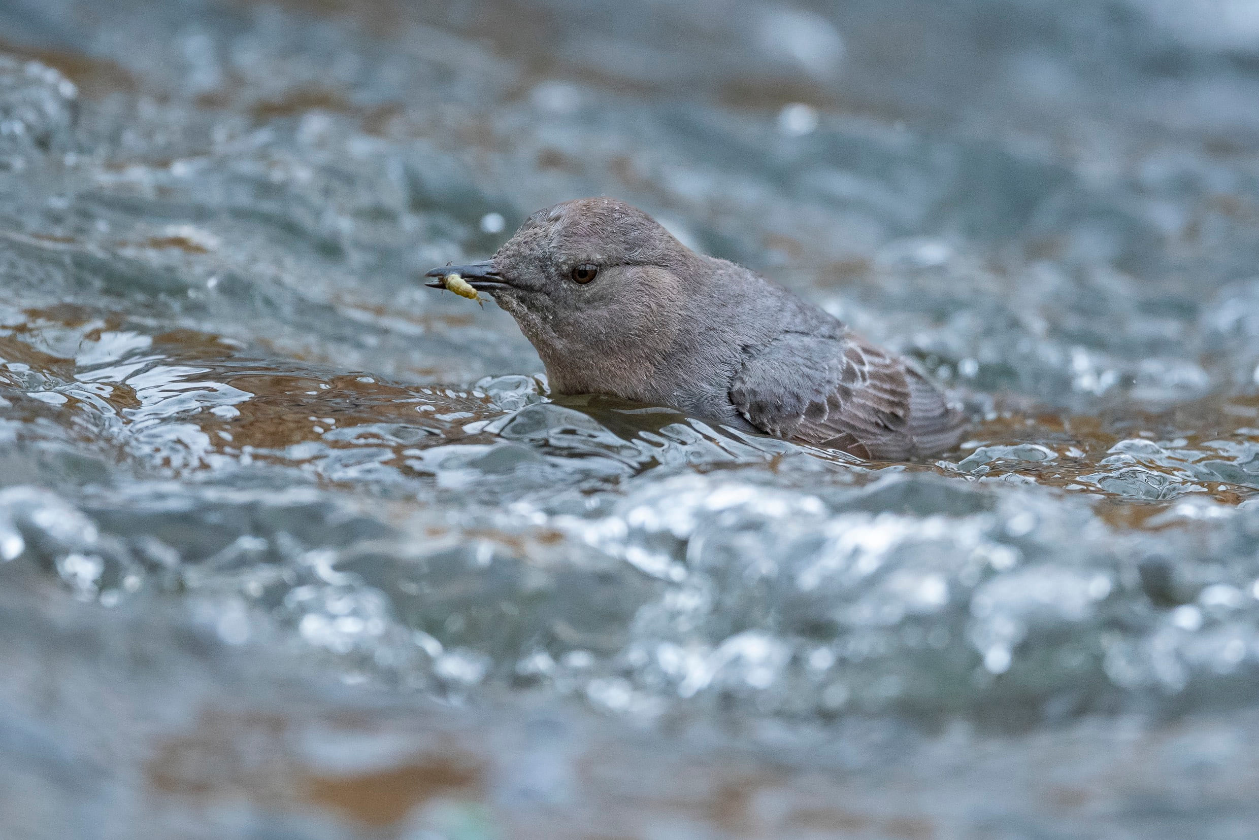 Now streaming: American Dippers - News