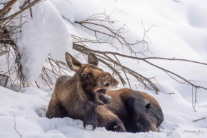 Twig eaters, rejoice! Spring is springing - News