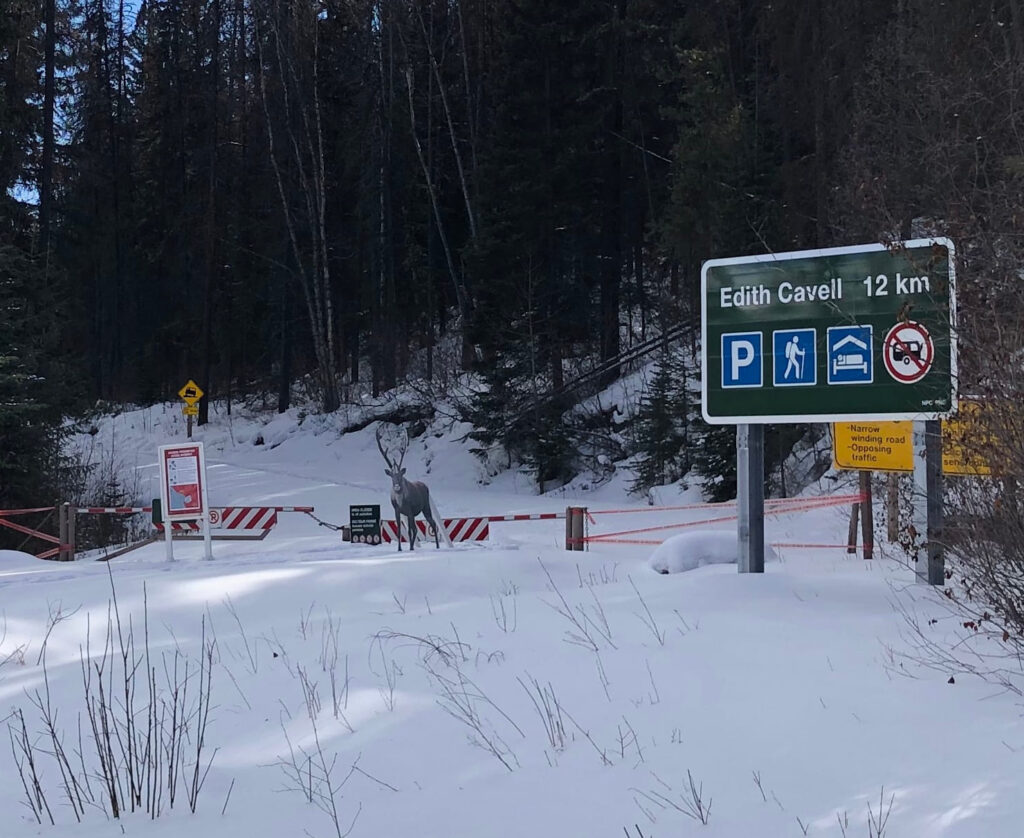 "Tired" hikers charged after requiring rescue from closed area - News