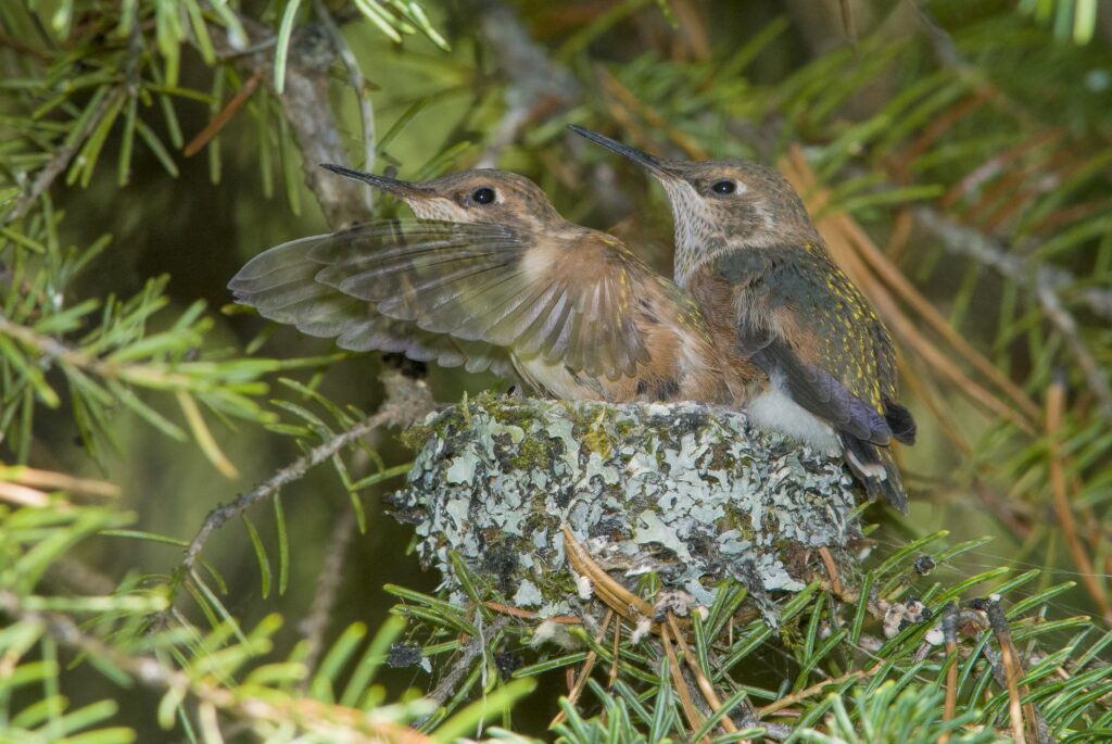 The Return of the Jedis: The Force is strong with hummingbirds - News