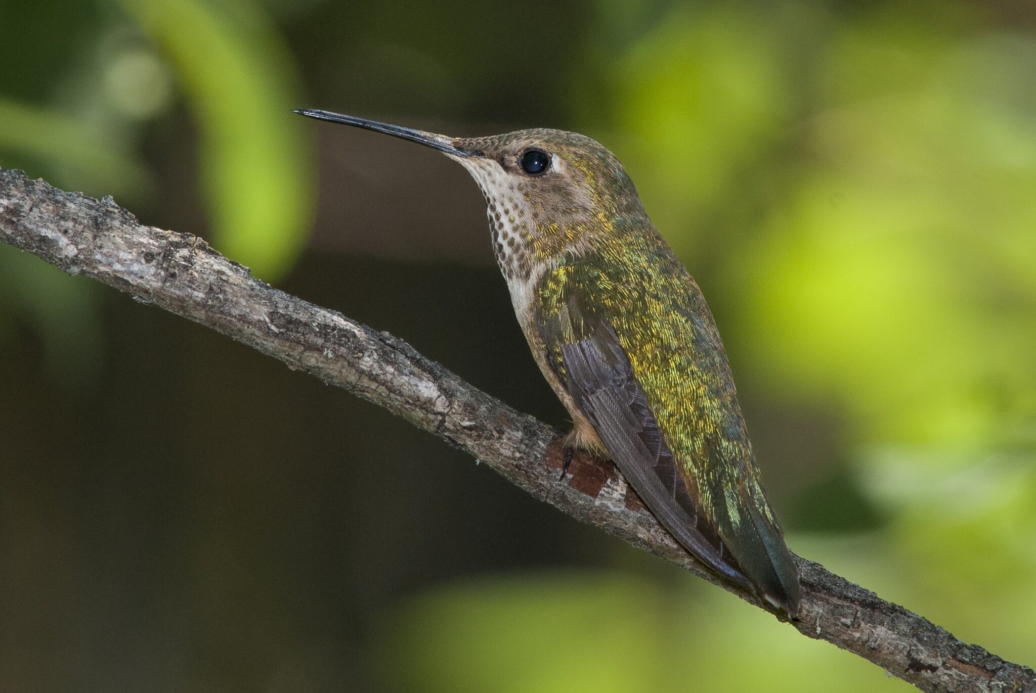 The Return of the Jedis: The Force is strong with hummingbirds - News