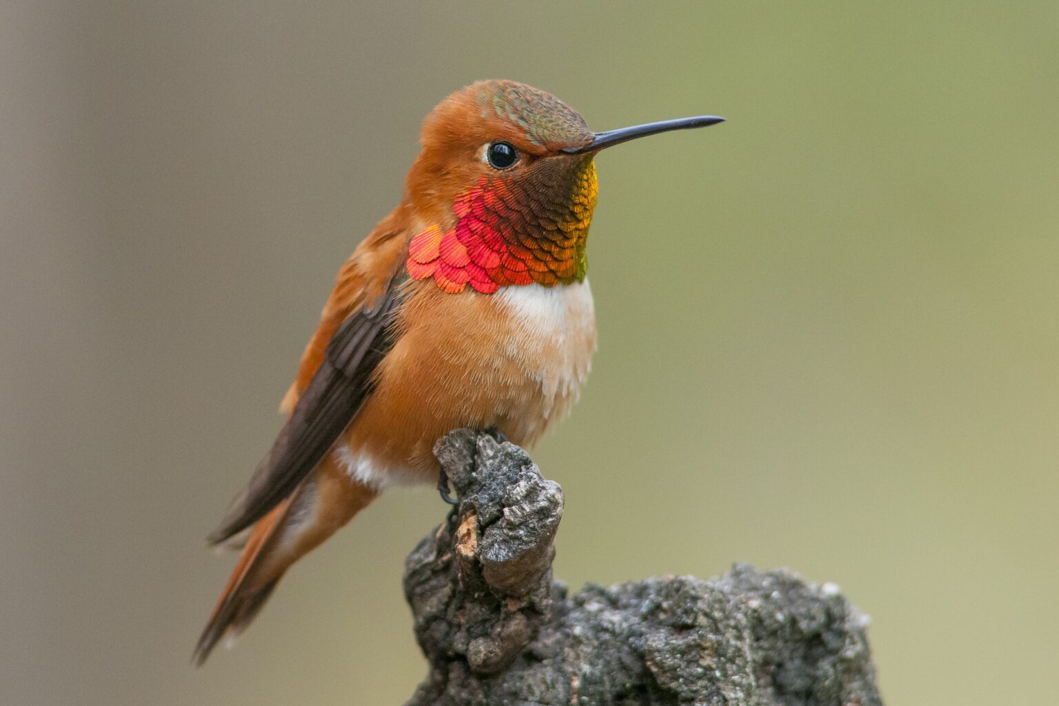 The Return of the Jedis: The Force is strong with hummingbirds - News