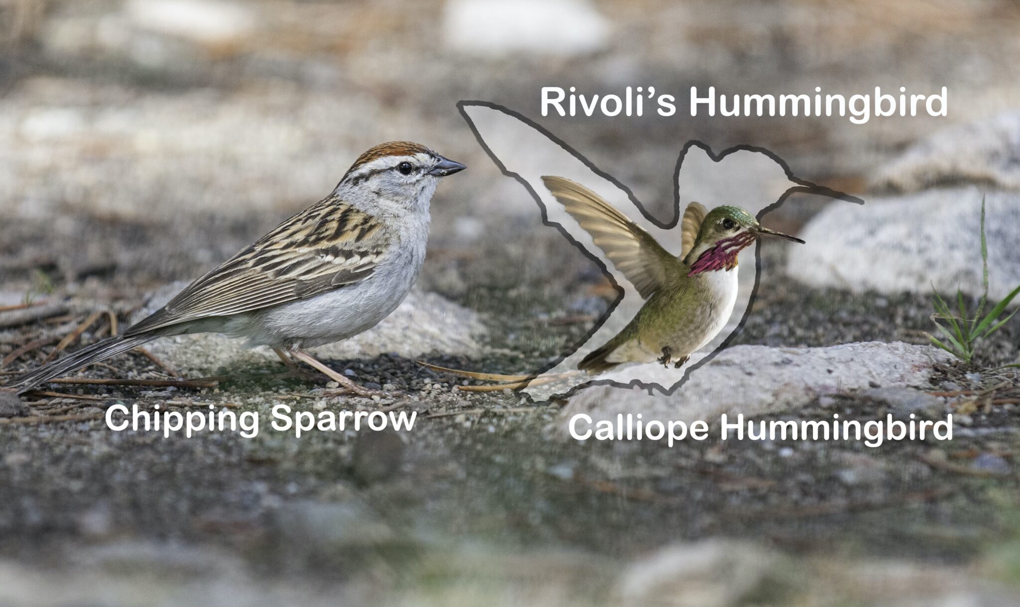 The Return of the Jedis: The Force is strong with hummingbirds - News