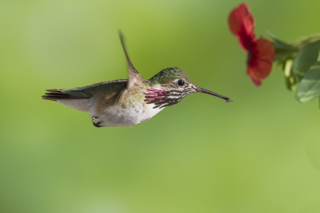 The Return of the Jedis: The Force is strong with hummingbirds - News
