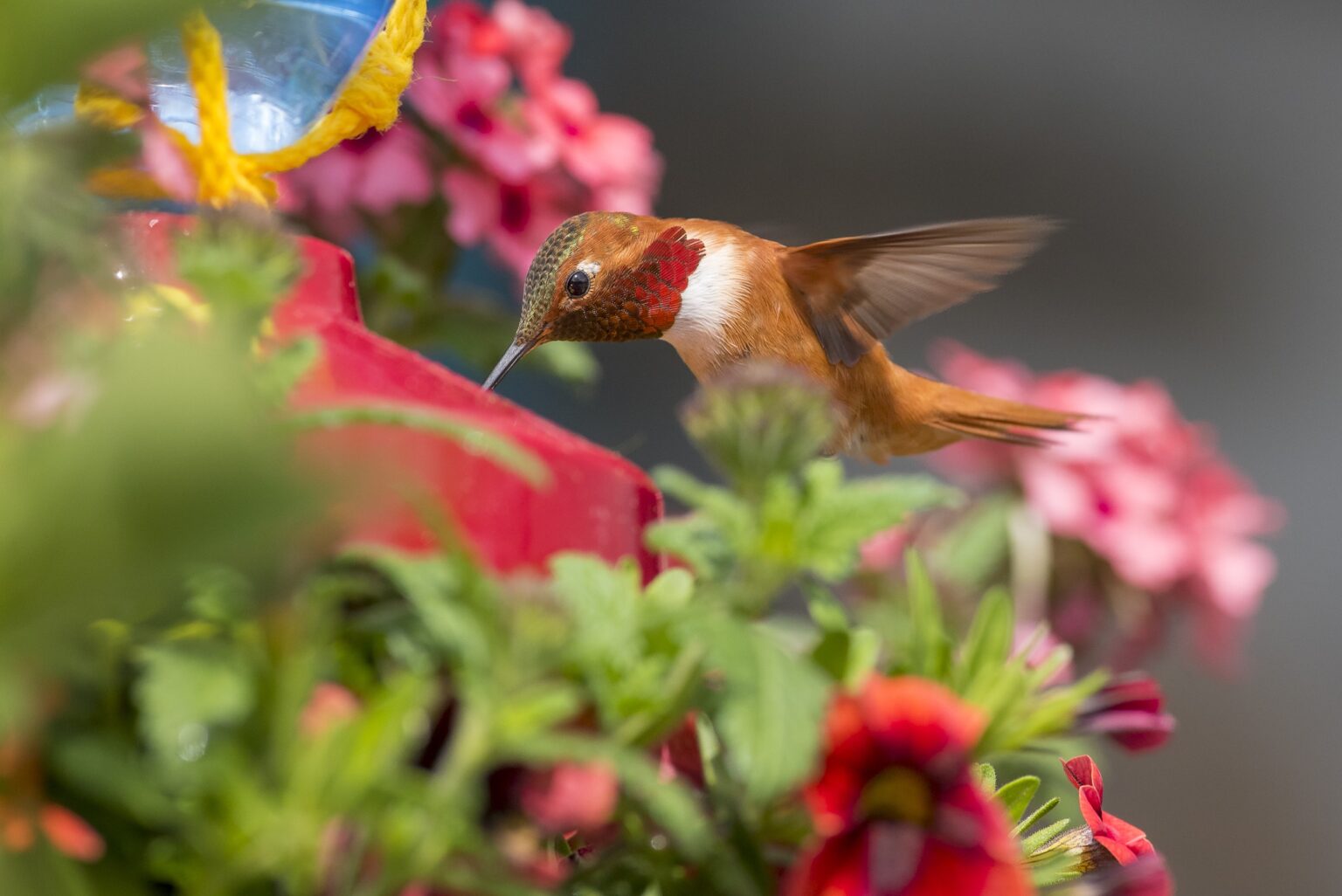 The Return of the Jedis: The Force is strong with hummingbirds - News