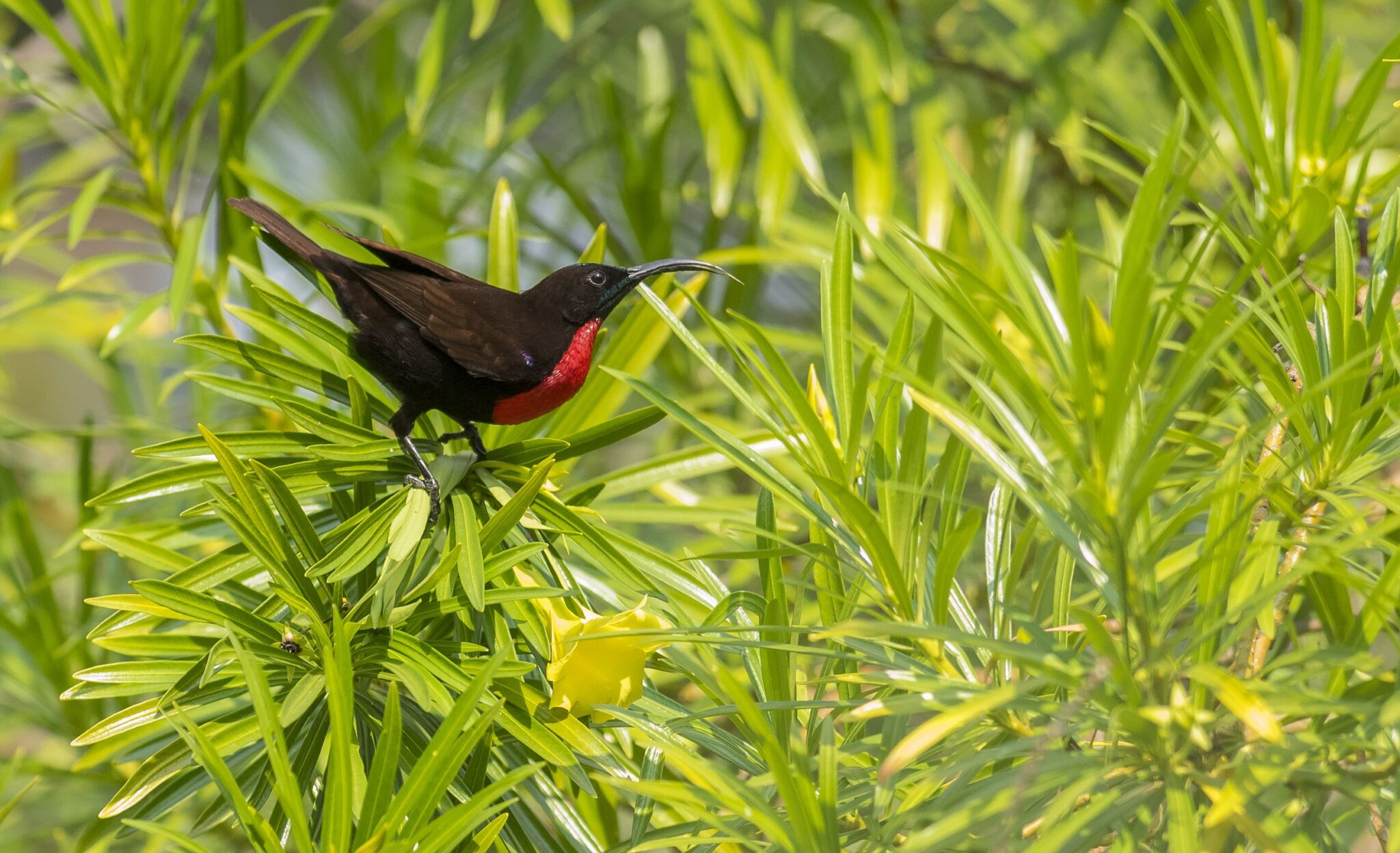 The Return of the Jedis: The Force is strong with hummingbirds - News