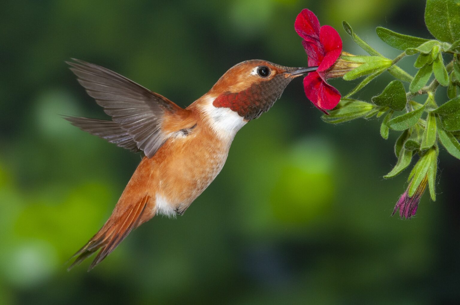 The Return of the Jedis: The Force is strong with hummingbirds - News