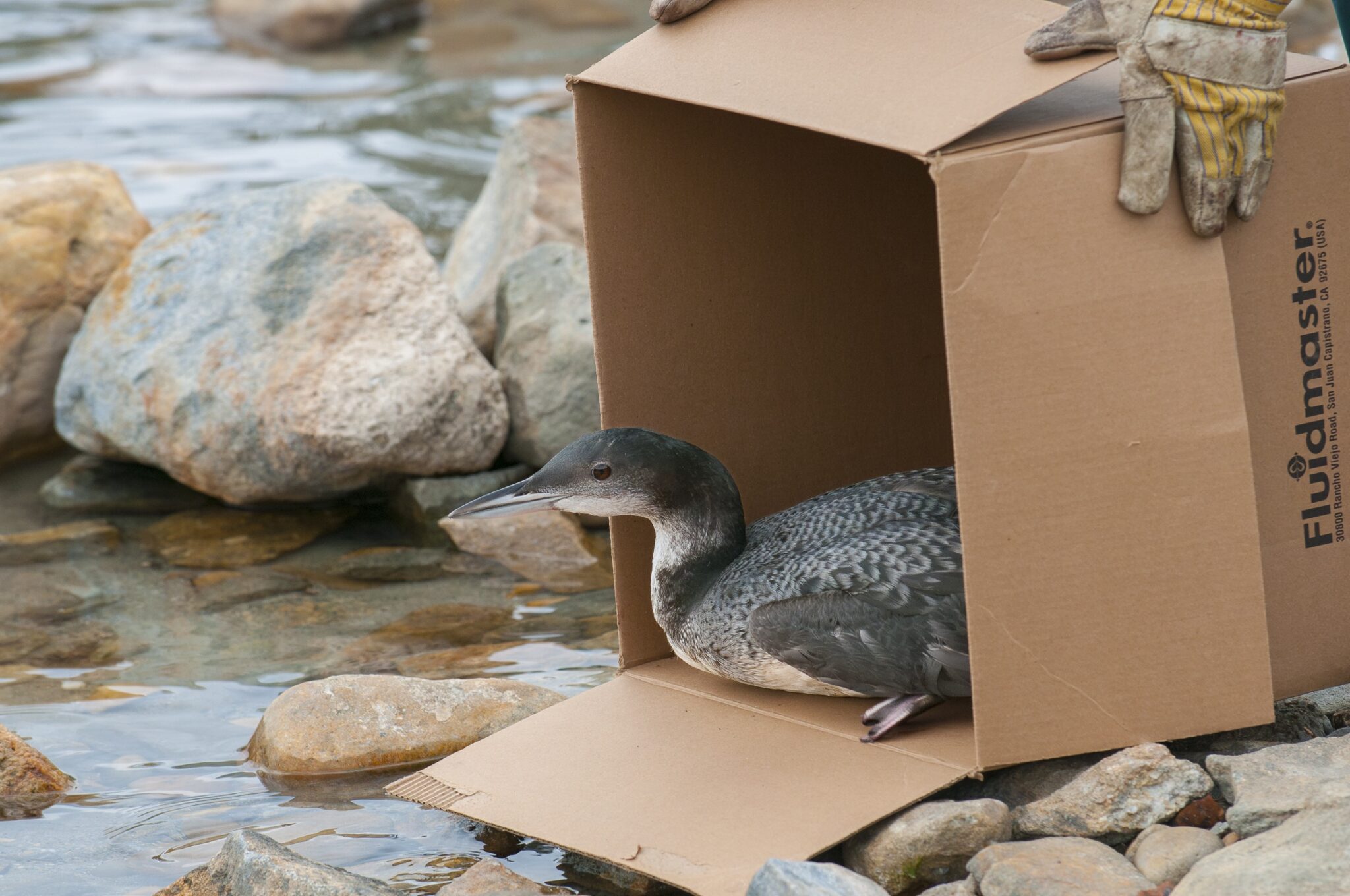 Loon landing: The big bird behind the iconic call - News