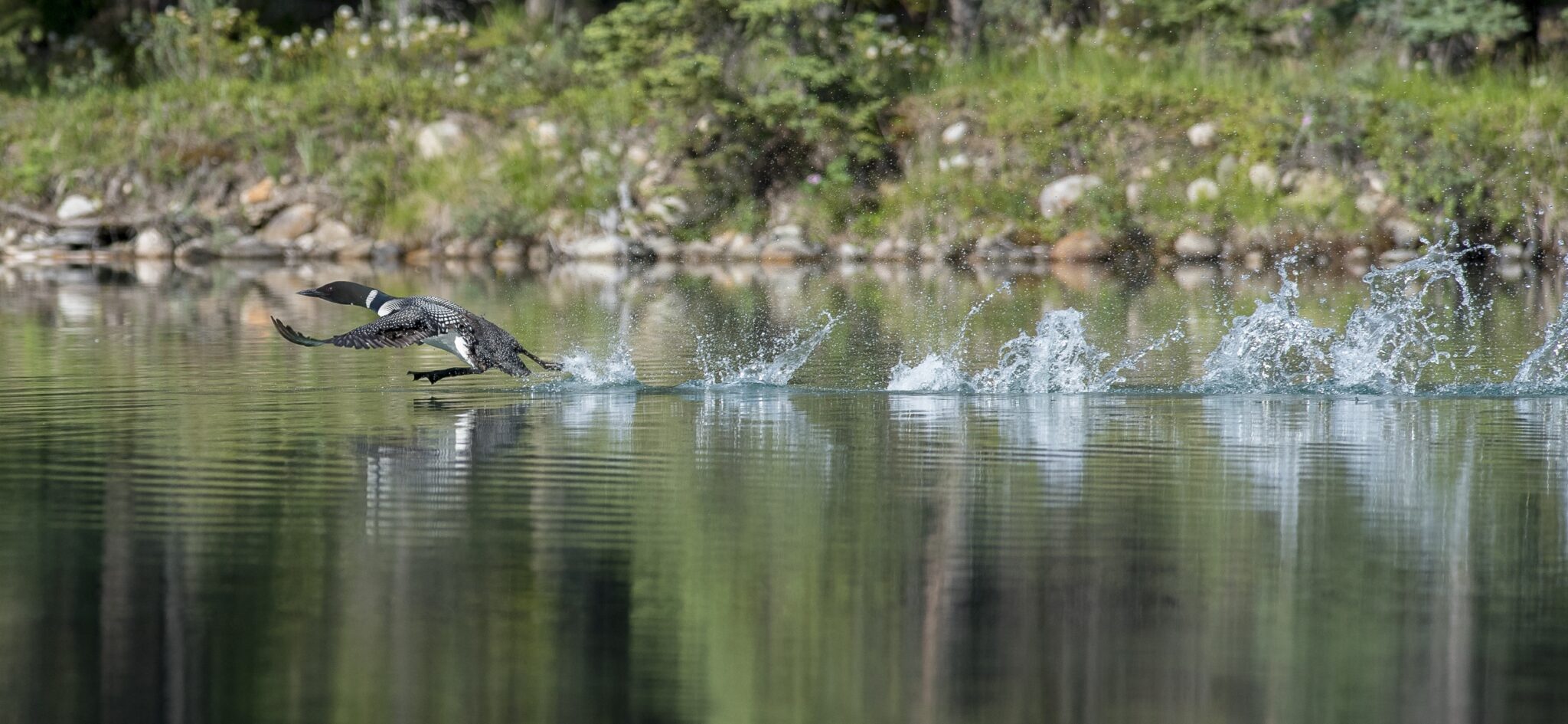 Loon landing: The big bird behind the iconic call - News