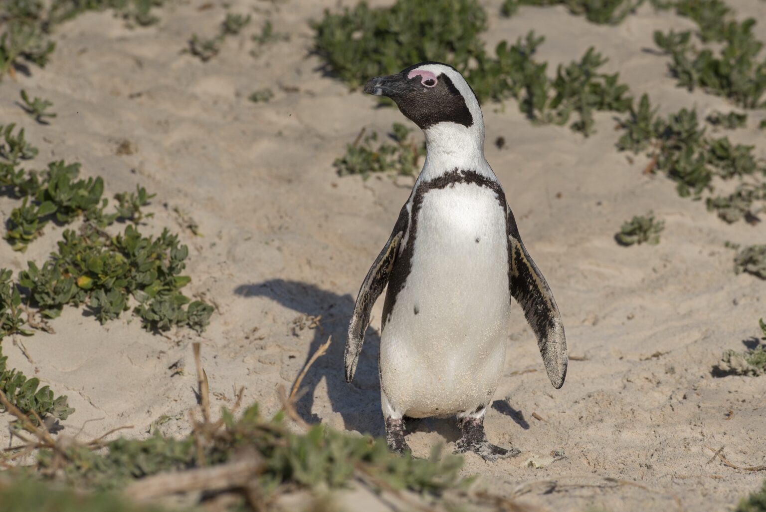 Loon landing: The big bird behind the iconic call - News