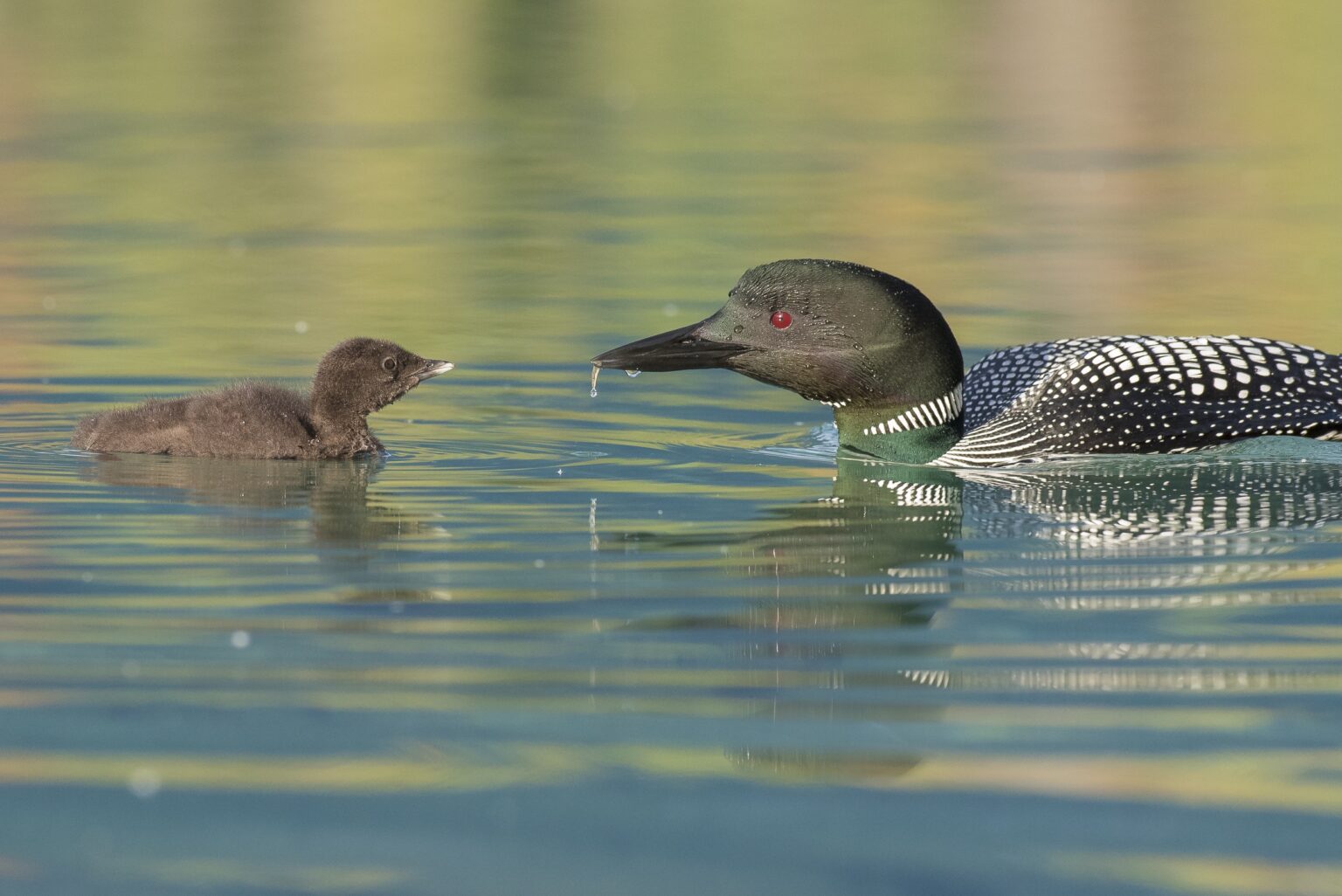 Loon landing: The big bird behind the iconic call - News