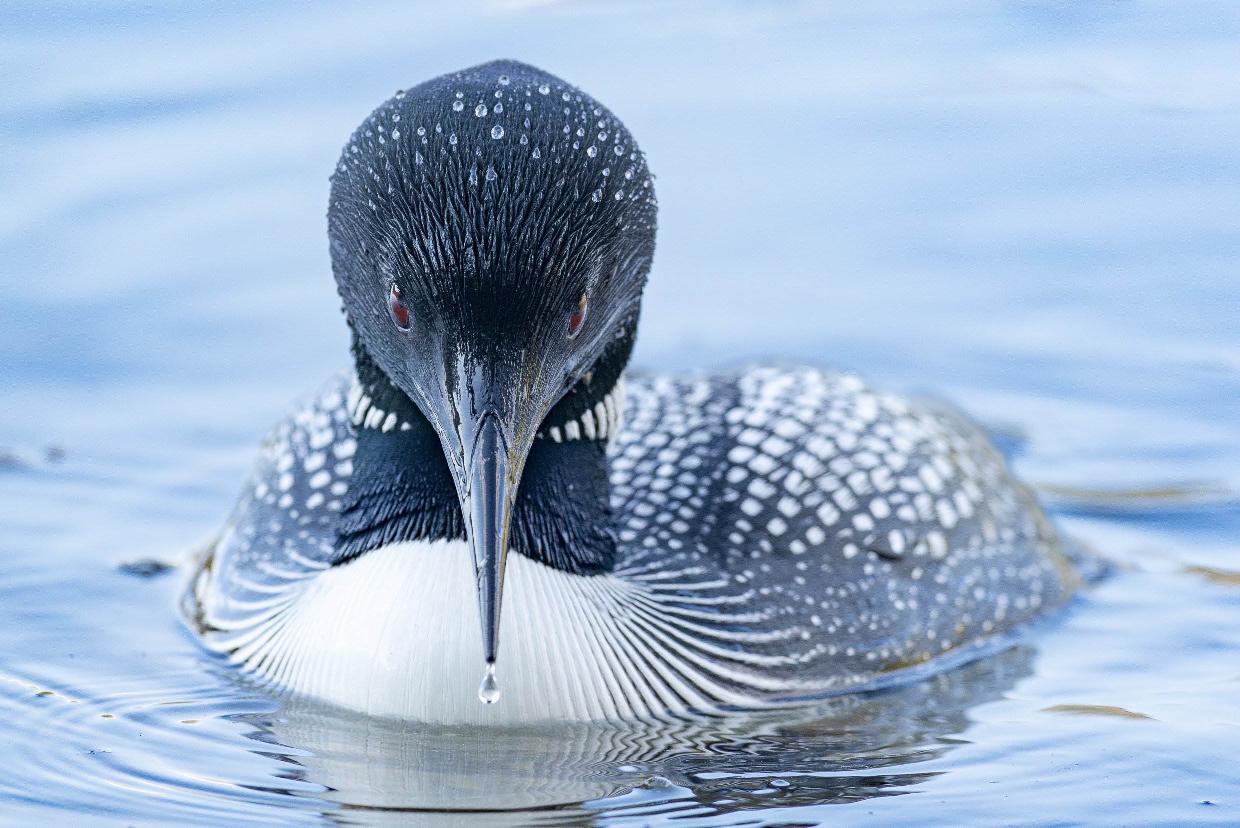 Loon landing: The big bird behind the iconic call - News