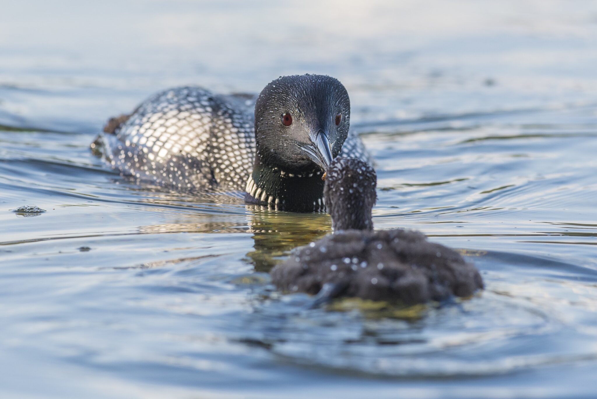 Loon landing: The big bird behind the iconic call - News