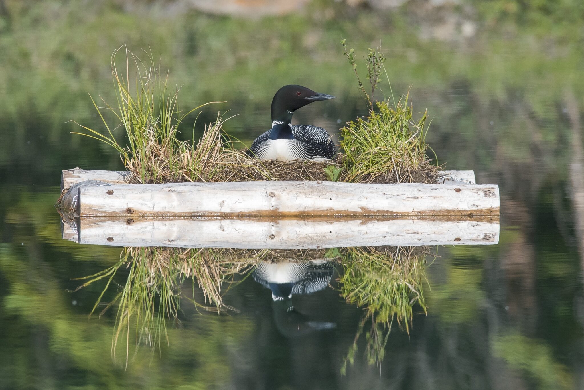 Loon landing: The big bird behind the iconic call - News