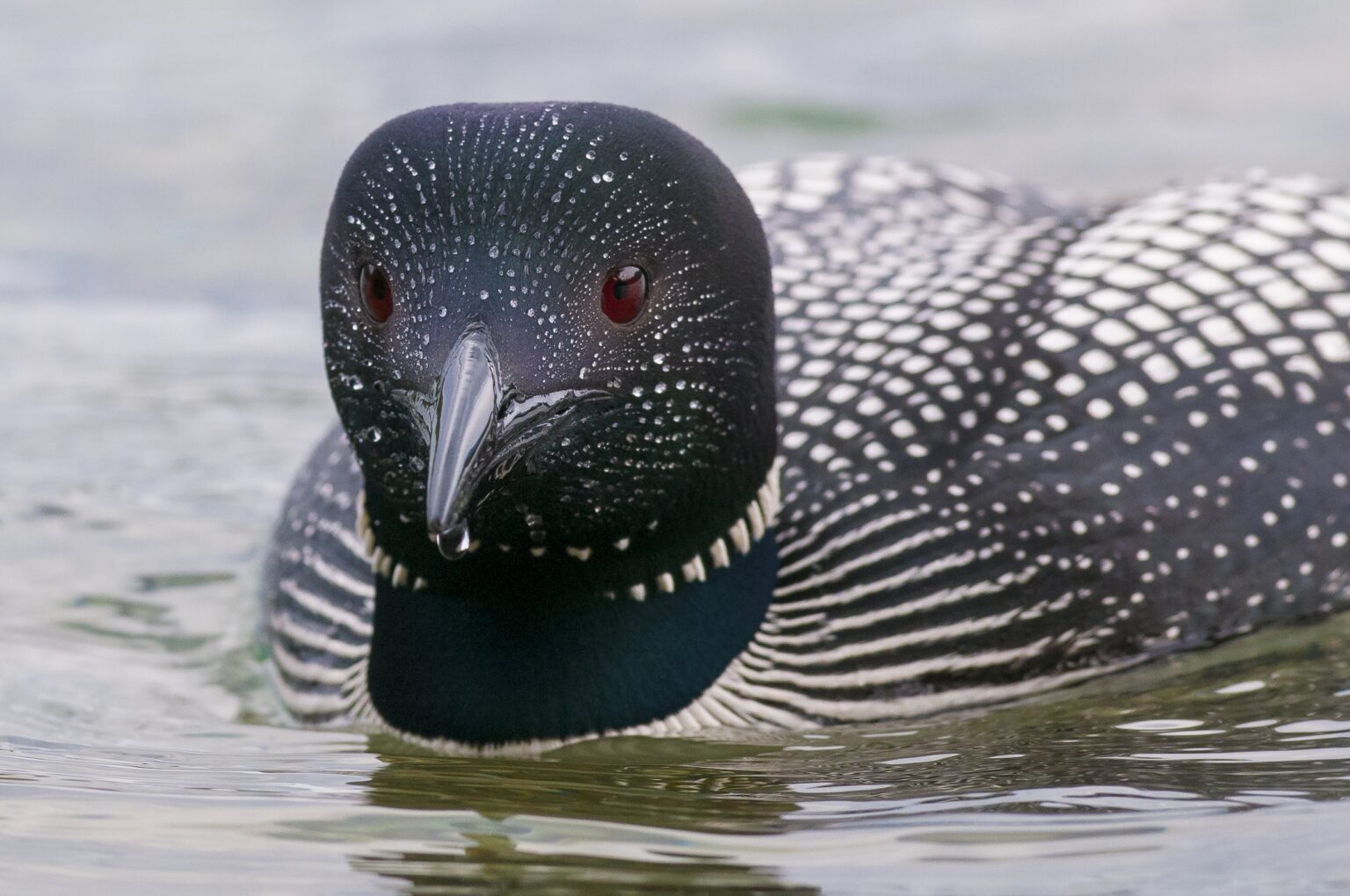 Loon landing: The big bird behind the iconic call - News