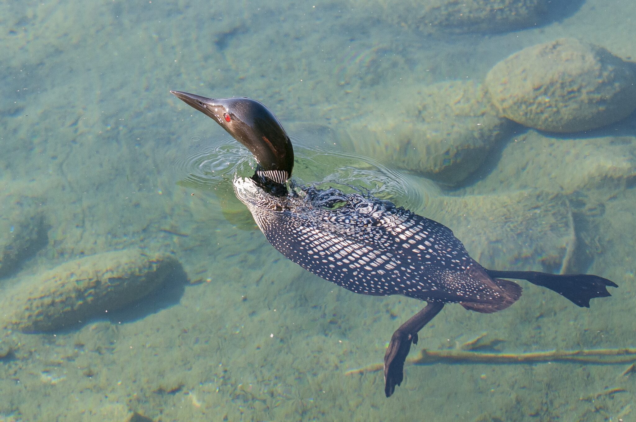Loon landing: The big bird behind the iconic call - News