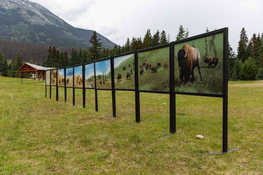Importance of buffalo to Métis on display in Jasper National Park - News