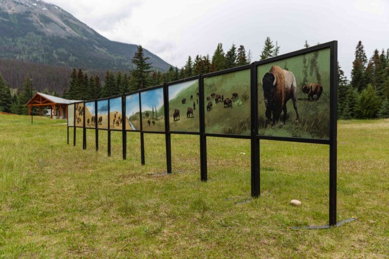 Importance of buffalo to Métis on display in Jasper National Park - News