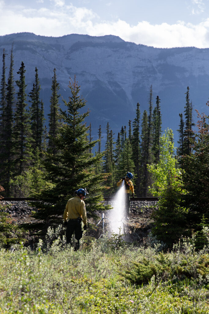 Wildfire, now under control, ignited after bear electrocution - News