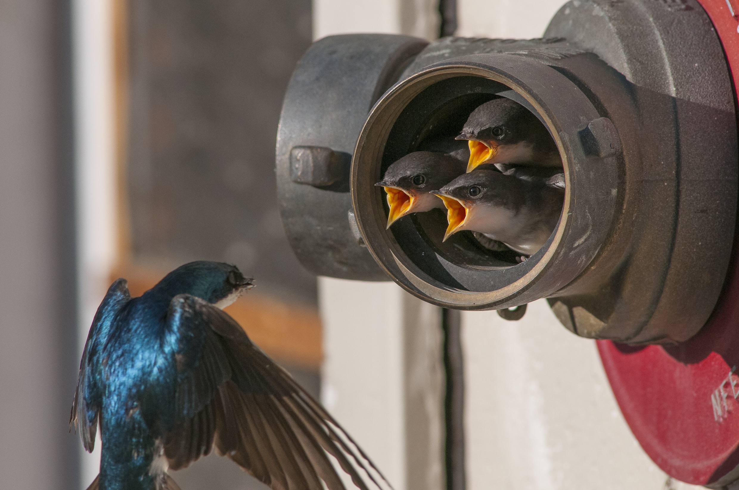 Sounds of summer: squawking, screeching and squabbling for survival - News