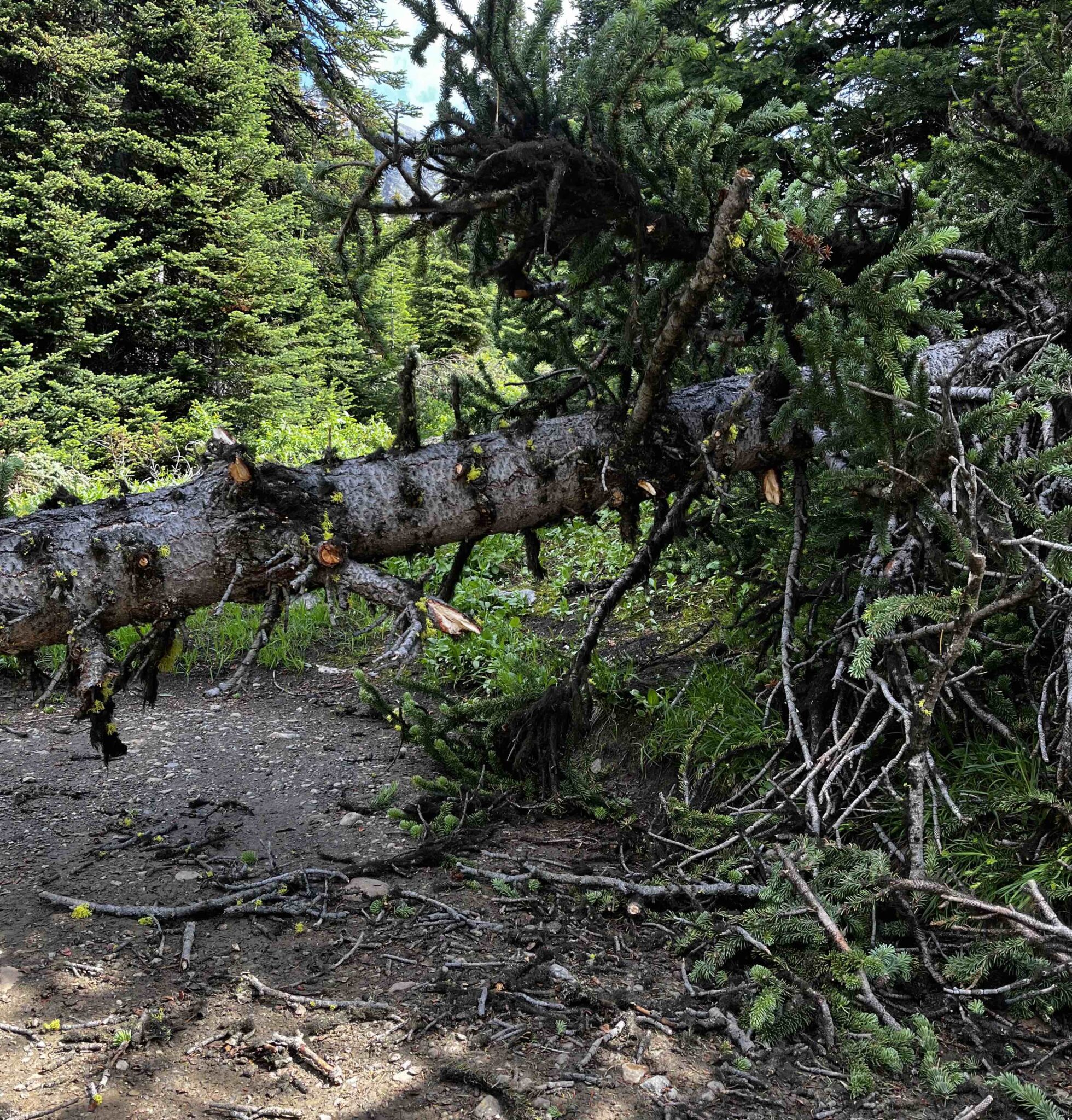Helicopter evacuates injured campers after wind-blown tree hits tent - News