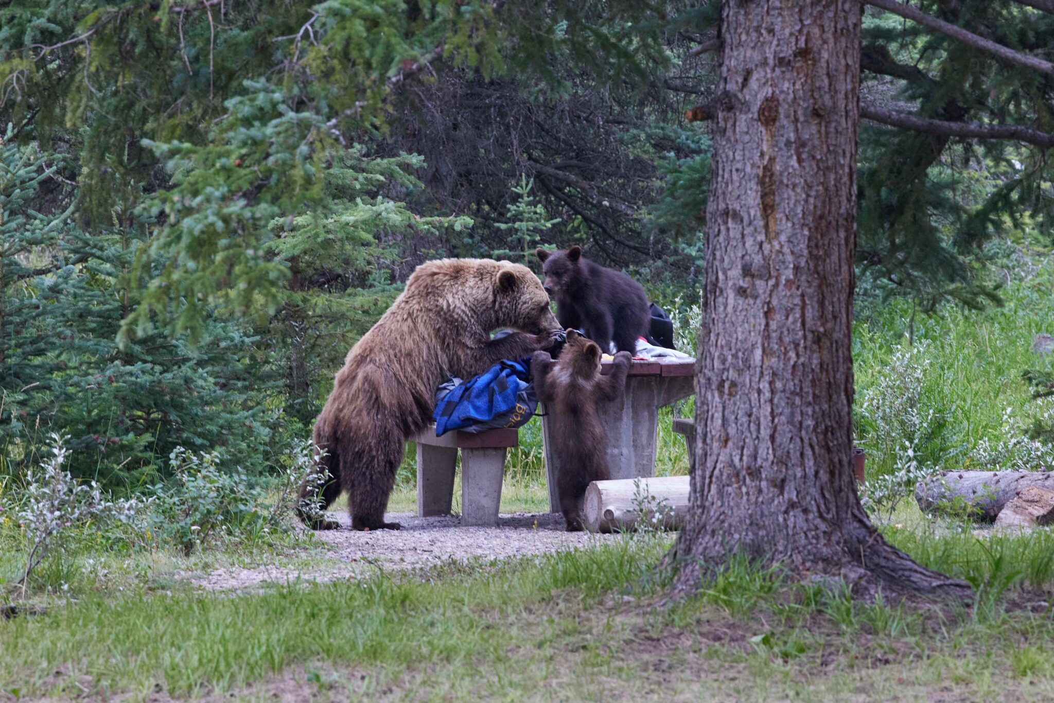 The bear necessities - News