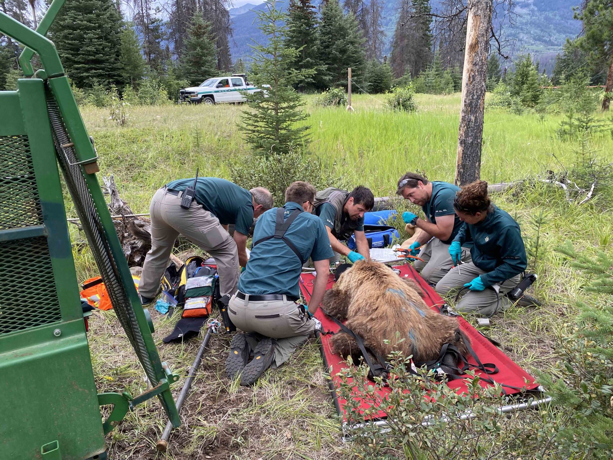Relocated bears adjusting to life in the subalpine - News
