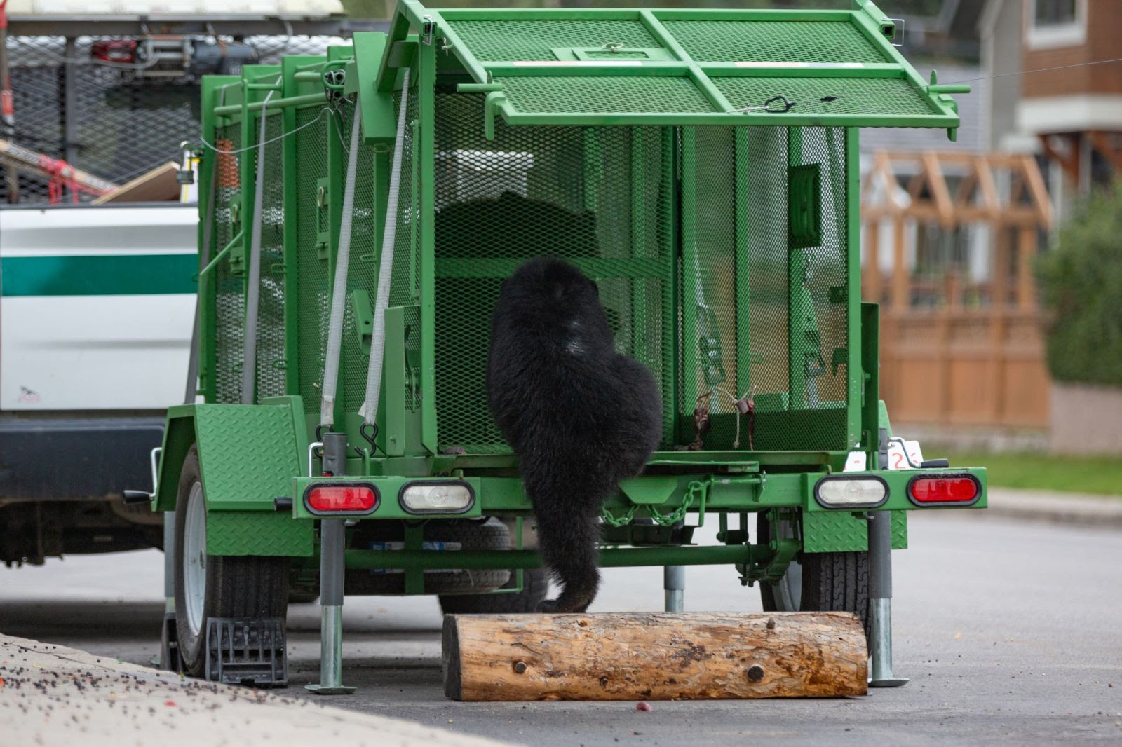 Fruit tree bears trapped, relocated - News