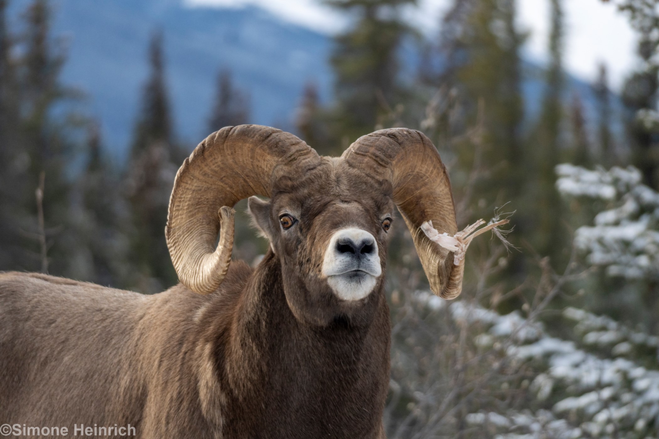 Decapitated sheep prompts poaching investigation - News