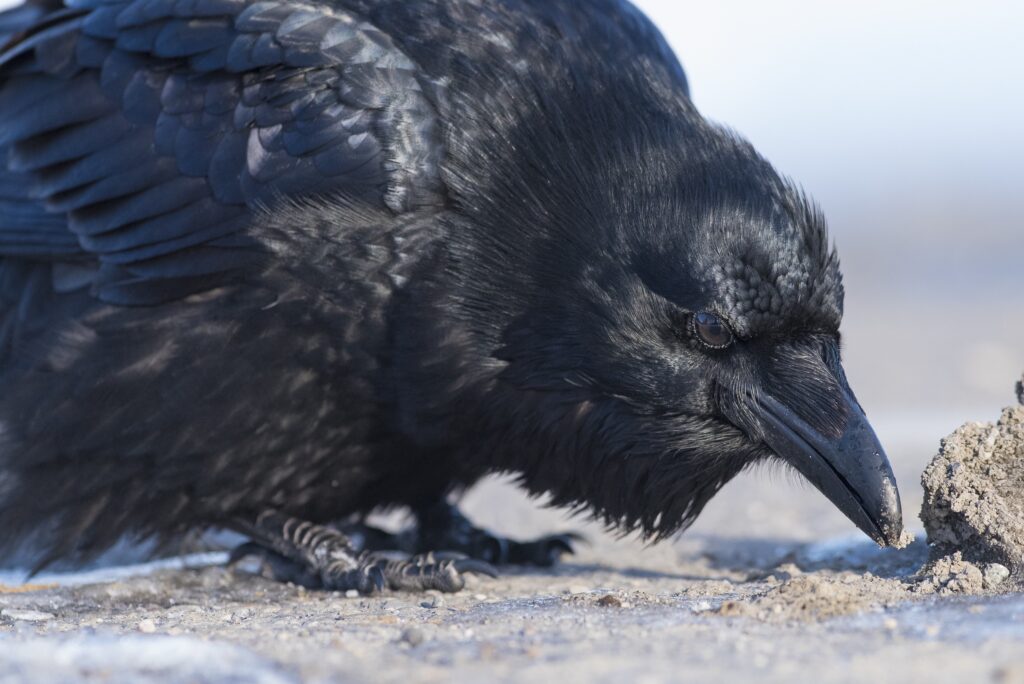 Bird Brains: The astonishing intelligence of Jasper’s corvids - News