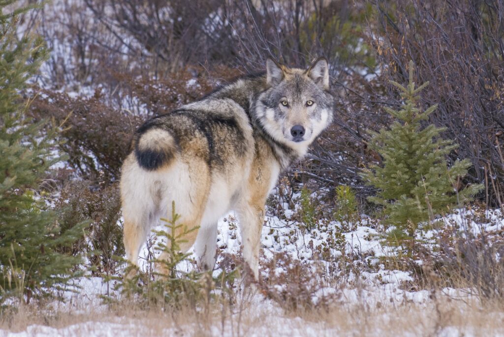 Wolves: Jasper's iconic predator - News