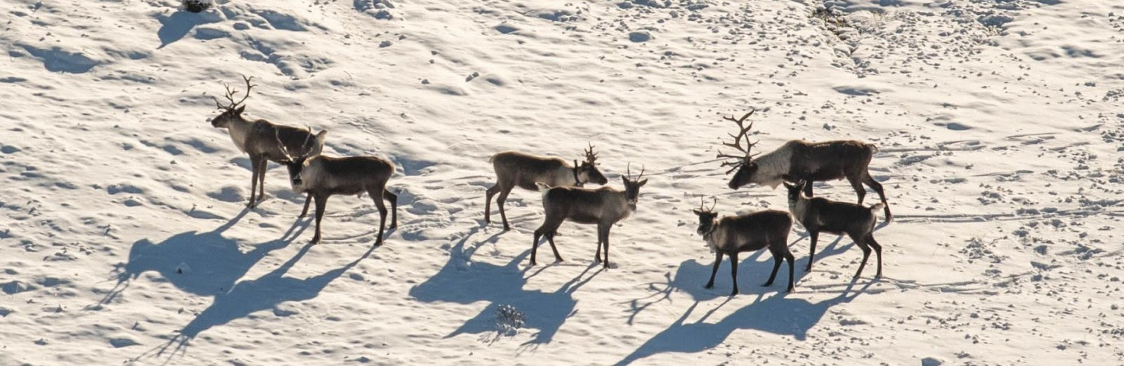 As caribou numbers decline, Indigenous collaboration increases - News
