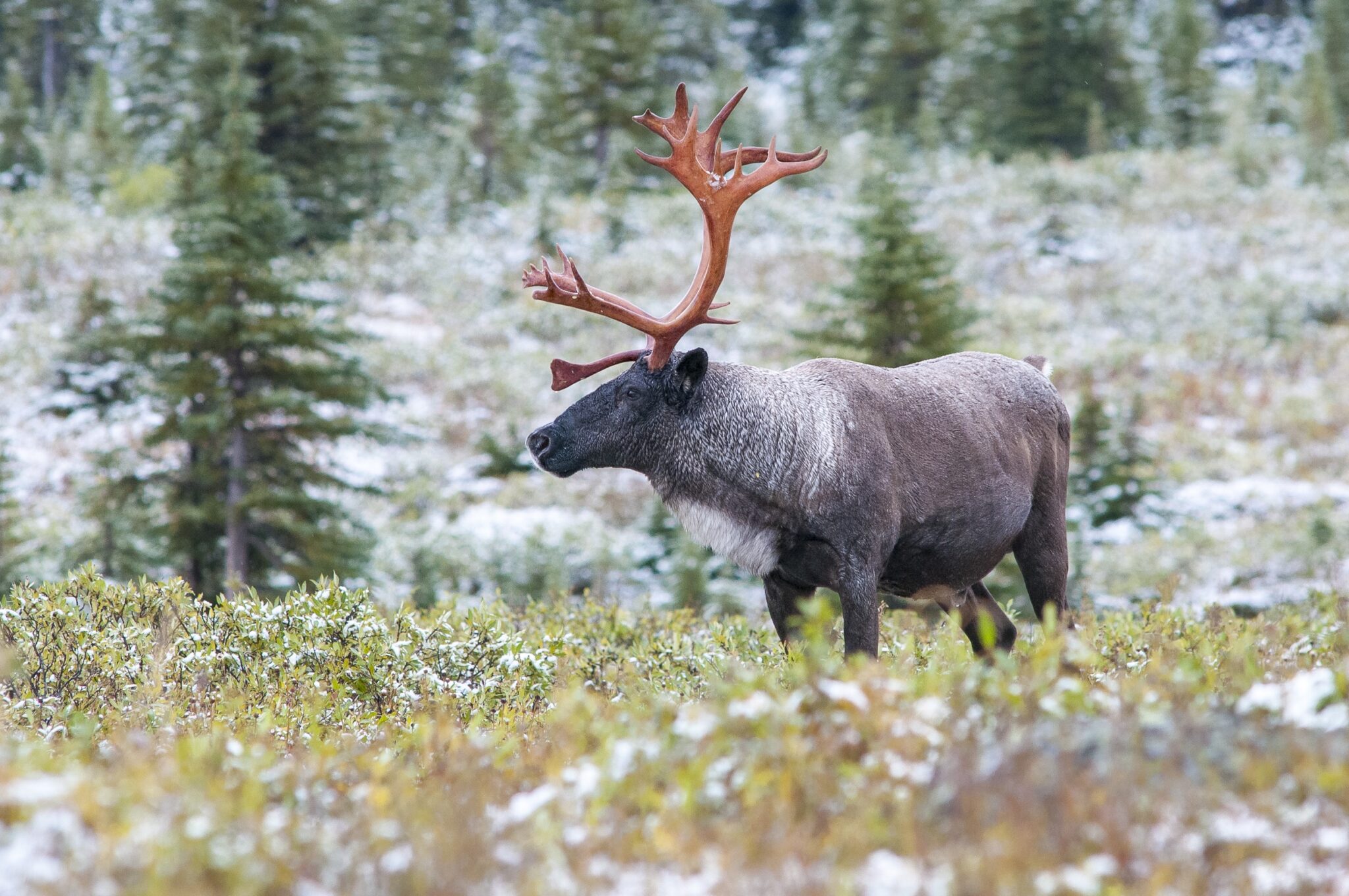 Making it count: Caribou, by the numbers (Part 1) - News