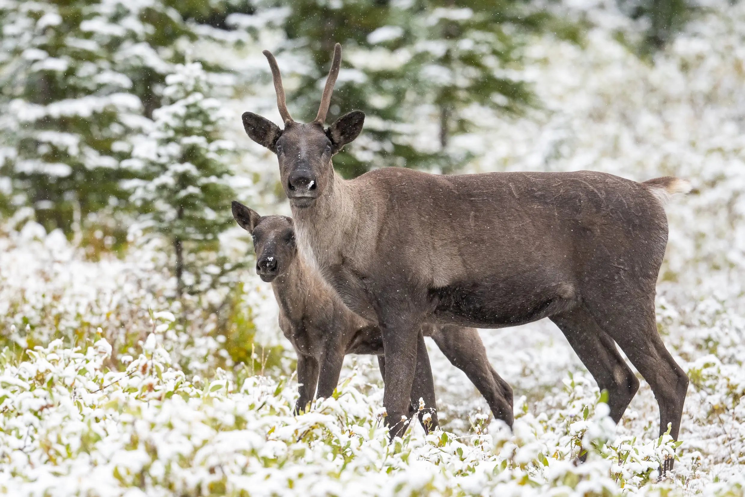 Making it count: Caribou, by the numbers (Part 2) - News