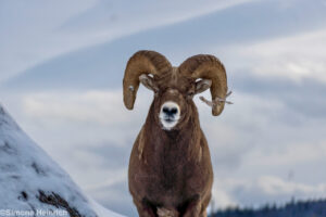 Ewe can’t do that! CN crew gives train ride to injured bighorn sheep - News