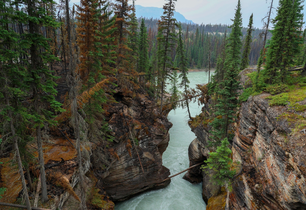 Letter: Hang in there, Jasper - News