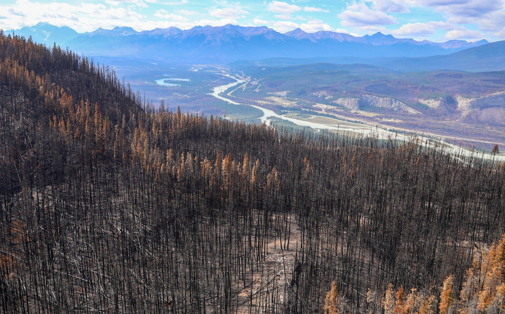 Jasper Wildfire Complex under control - News