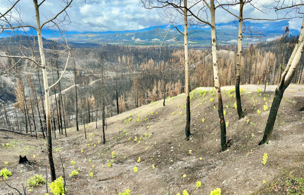 Pathfinders helping Jasperites navigate the complex recovery journey - News