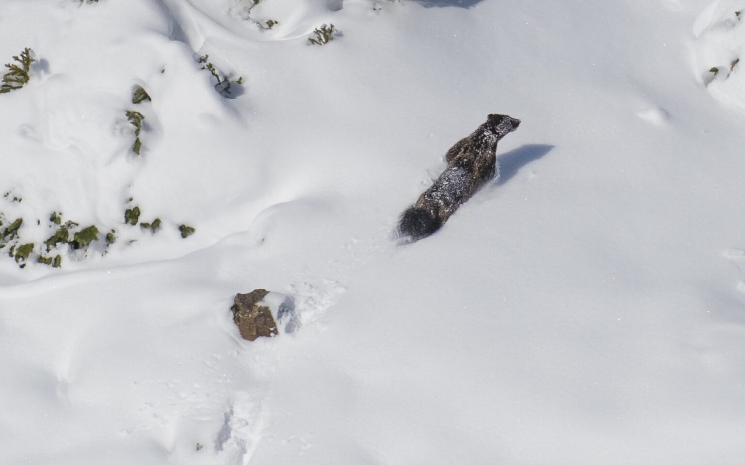 Glutton for punishment: will poor Alberta policy doom our wolverines ...