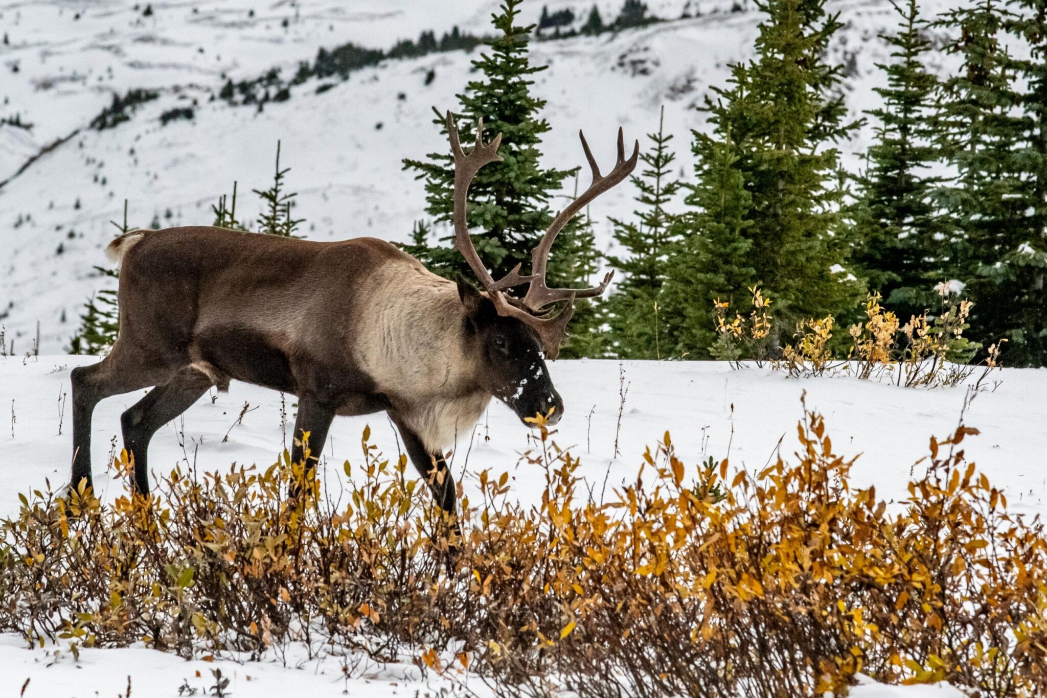 Next step, caribou: Breeding facility ready for first residents - News