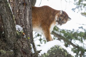 Alberta's cougar harvest policy doesn't track - News