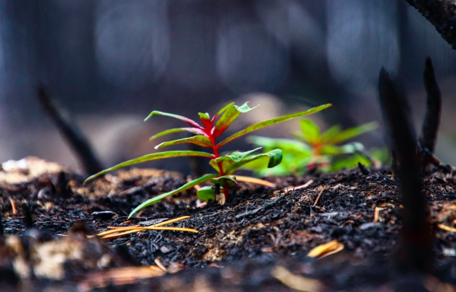 New PM announces $187 M for Jasper - News