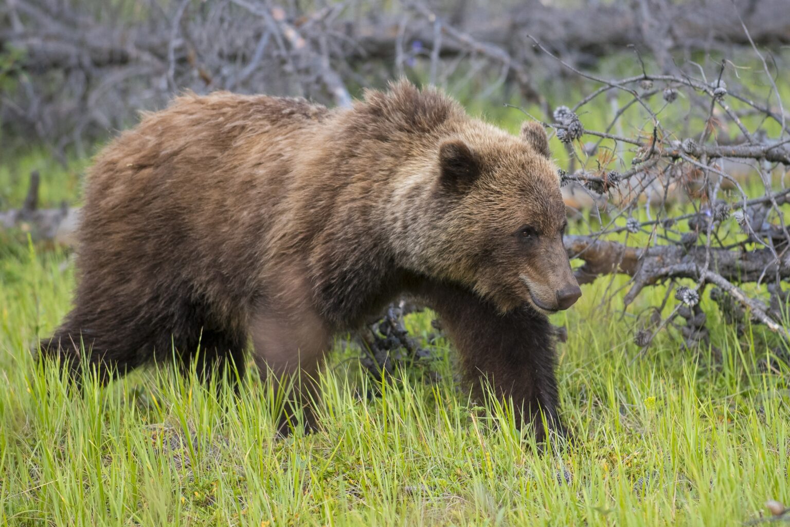 Province commits $112M for 250 interim housing units in Jasper - News