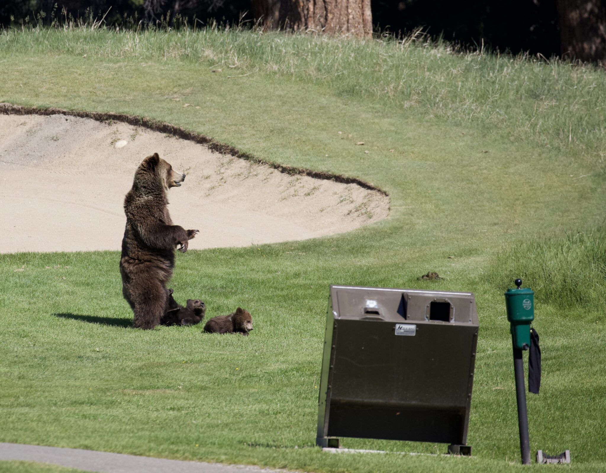 The bear necessities - News