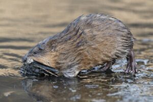 Muskrat love (Or: a rat by any other name...) - News