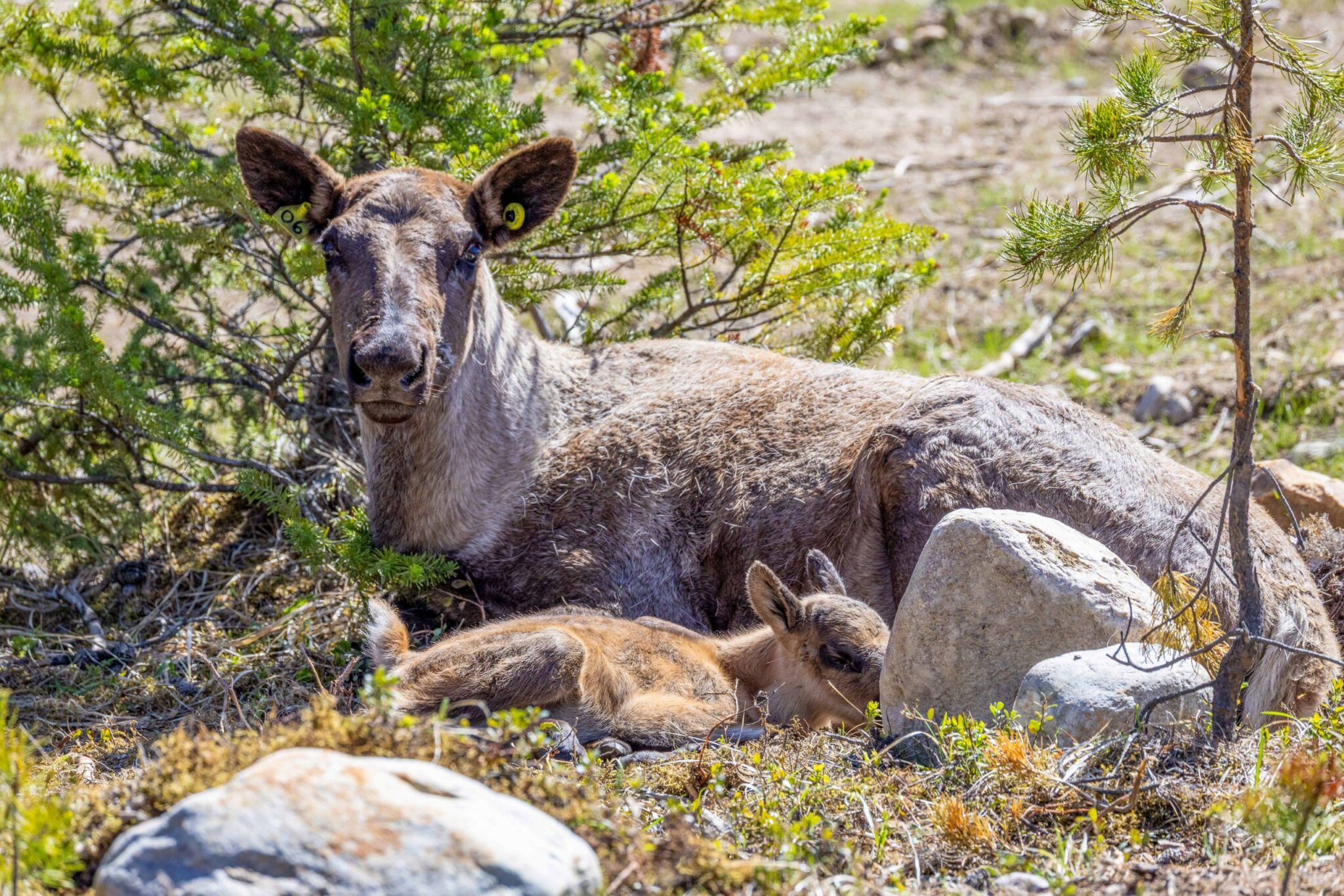 New calves mark caribou breeding centre's progress - News