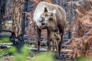 New calves mark caribou breeding centre's progress - News