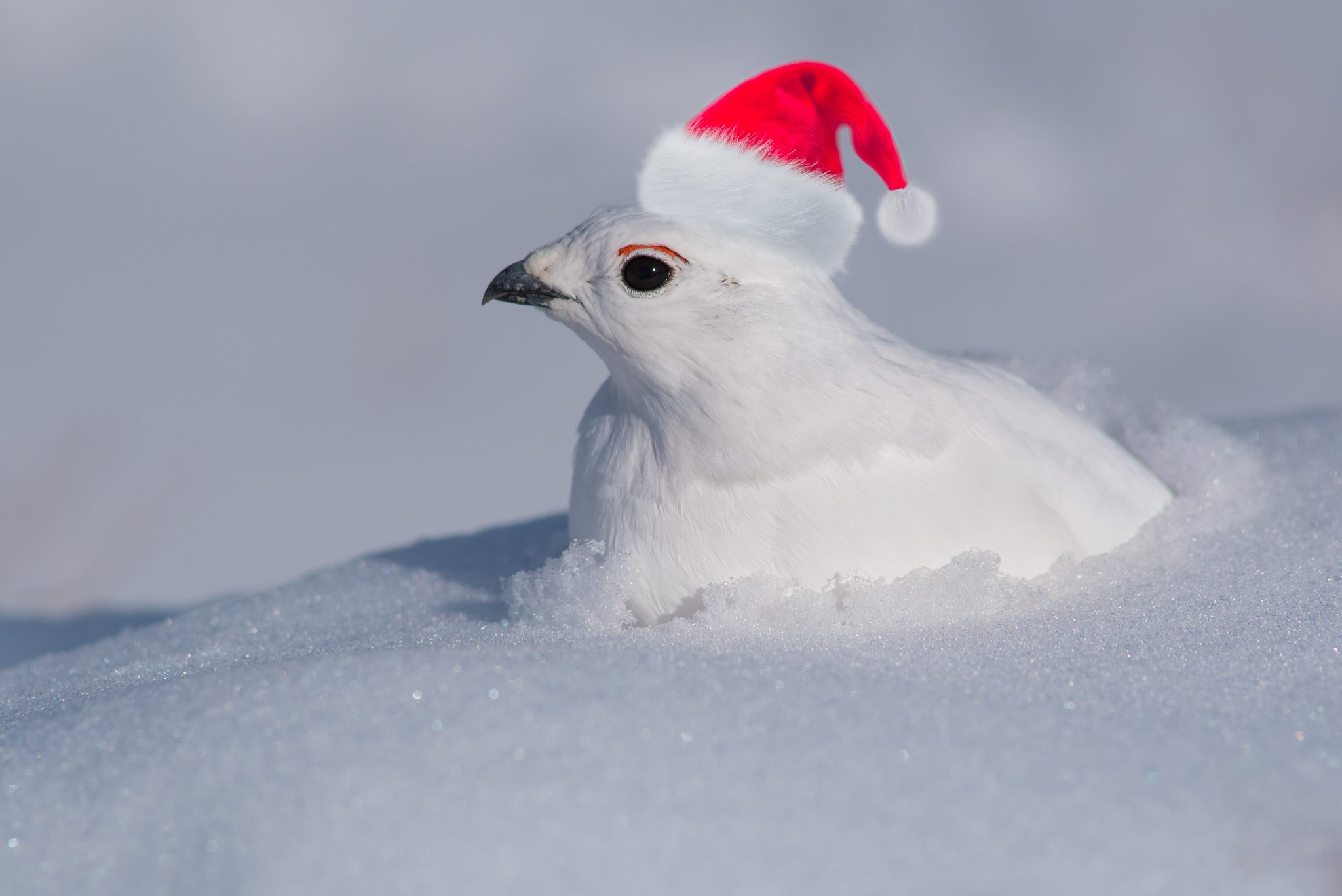 Hinton RCMP looking for help in theft incident - News