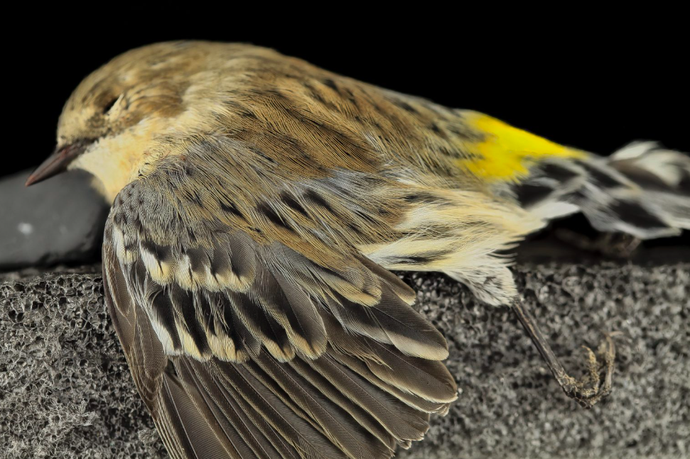 Letter: Bird-friendly windows reduce avian fatalities - News